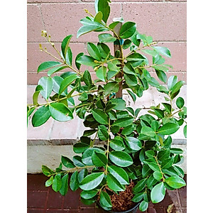 Strawberry Guava Tropical Fruit Trees