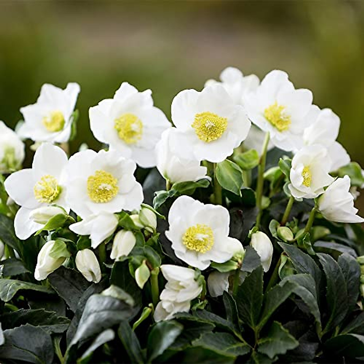 QAUZUY GARDEN 20+ Seeds Lenten Christmas Rose Seeds Black Hellebore (Helleborus Niger) Seeds- Perennial Evergreen Winter Flower - Easy to Grow