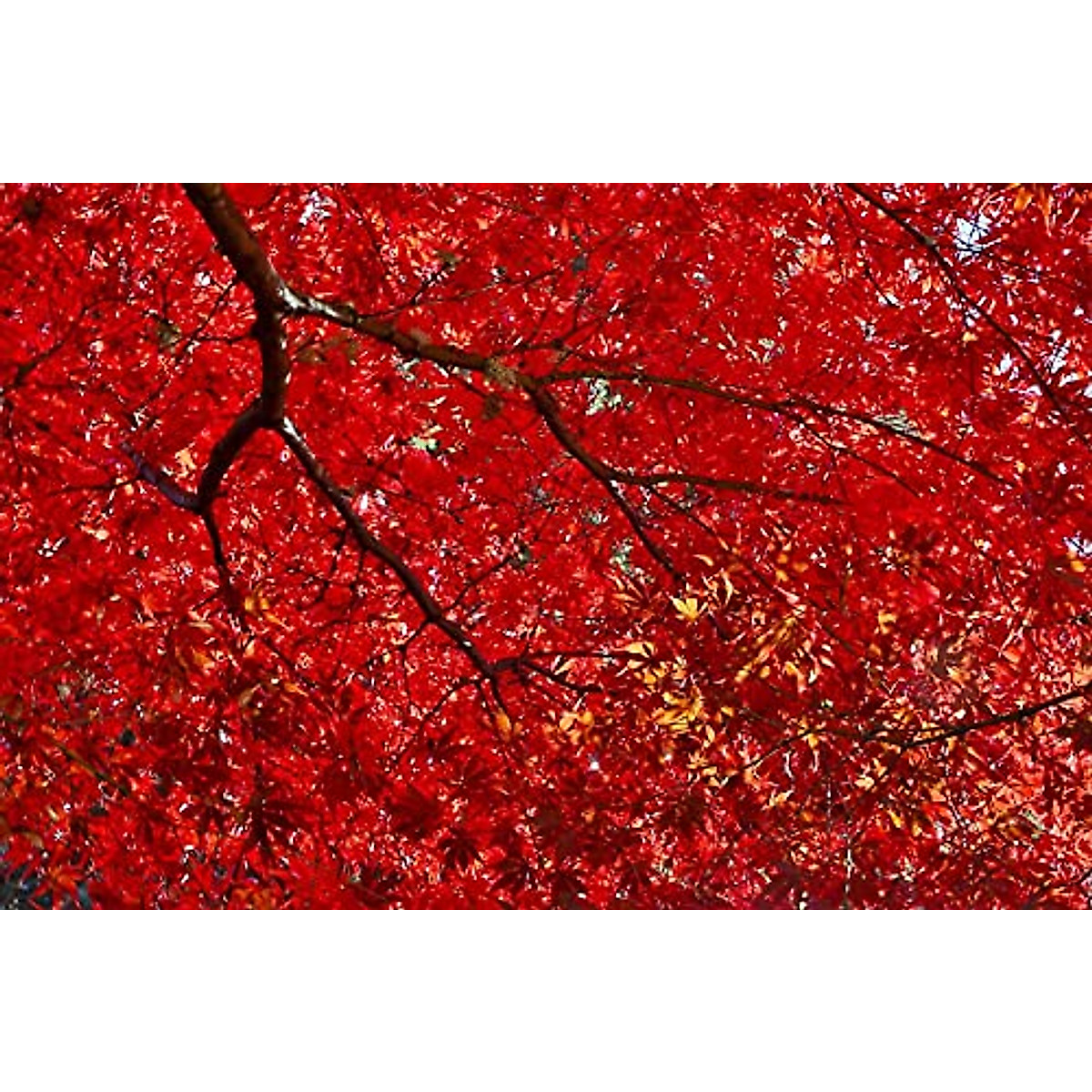 50+ Red Maple Seeds for Planting Outdoors - Heirloom Maple Tree Seeds (Acer rubrum) - Made in USA, Ships from Iowa
