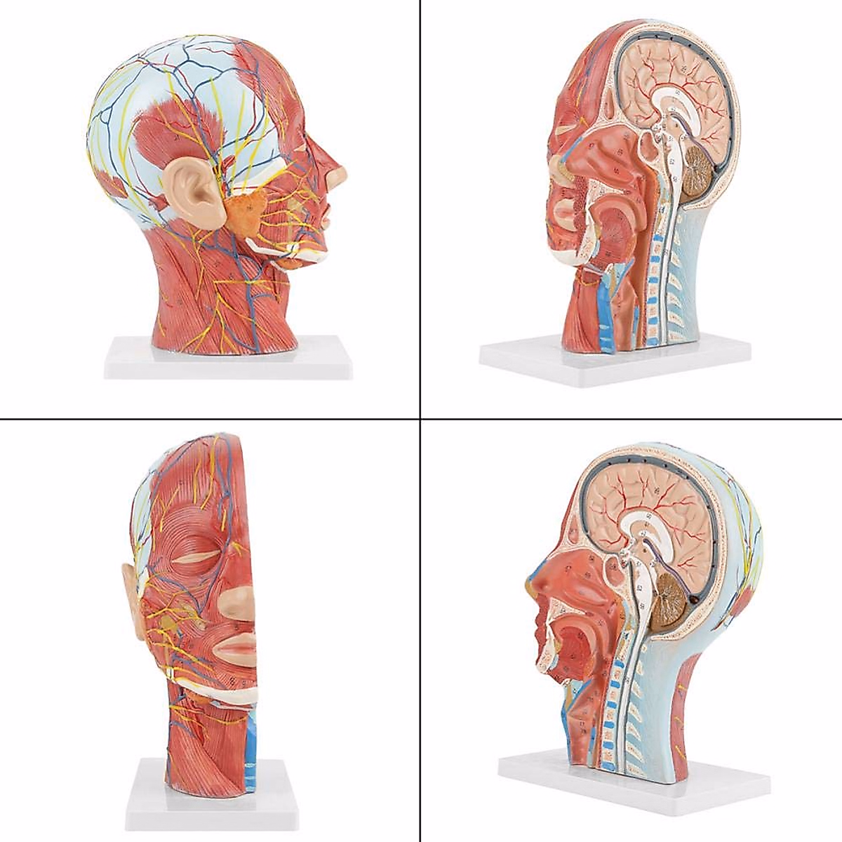 Anatomical Head Model, Anatomical Human Anatomical Half Head and Face Anatomy Medical Brain Neck Median Section Study Model