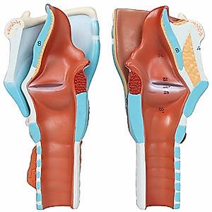 Axis Scientific Anatomy Model of Human Larynx | Model is 9 Inches Tall and 5 Times Life Size | Details Anatomy of Vocal Folds and Dissects Into 5 Parts | Comes with a Study Manual