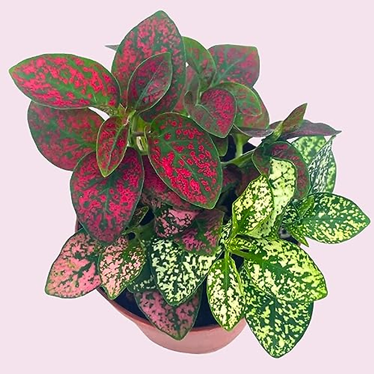 Polka-dot-Plant, Hypoestes phyllostachya, Live in a 2 inch Pot Tiny Mini Pixie Plant