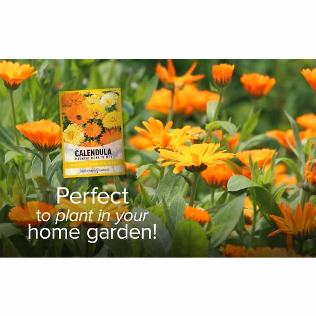 Calendula Seeds for Planting (Pacific Beauty Mix) - Annual Flower Seeds Great for Cut Flower Gardens, Herbal Tea and for Medicinal Purposes, Open Pollinated Flower Seed by Gardeners Basics