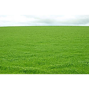 OrOlam Canada Grass Green Seed Bag Tough Enough to Withstand Severe Weather All Climate