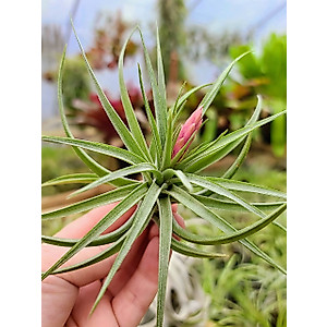Air Plants - 1 Aeranthos - 3 to 5 Inch Air Plant - Color & Form Varies by Season - 30 Day Guarantee on Tillandsia from The Drunken Gnome (1, One Size 3-5")