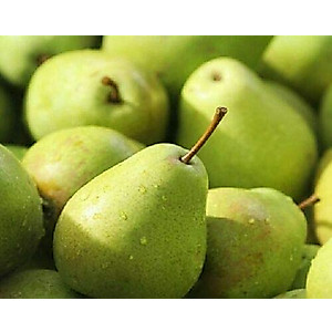 20 Seeds of Mixed Pears Trees, Bartlett, Kieffer, Green Anjou, Red Anjou, Asian Singo Pears Trees Seeds