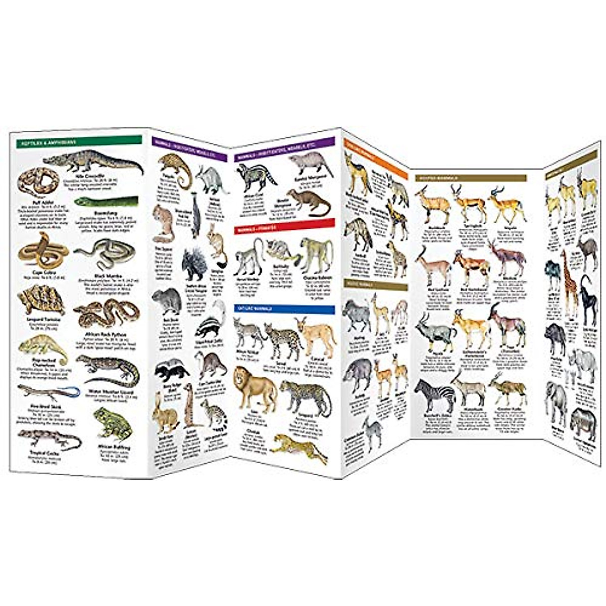 South Africa Wildlife: A Folding Pocket Guide to Familiar Animals in the South African Region (Nature Observation International)