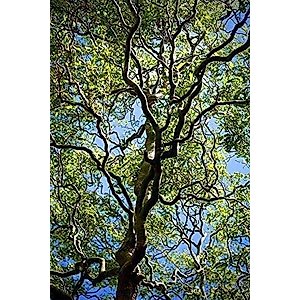 10 Corkscrew Willow Tree Cuttings - Fast Growing Trees for Privacy or Shade - Unique Curly Branches