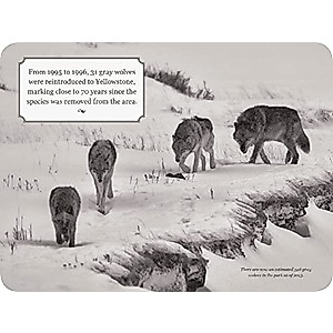 The Yellowstone National Park Signature Notebook: An Inspiring Notebook for Curious Minds (The Signature Notebook Series)