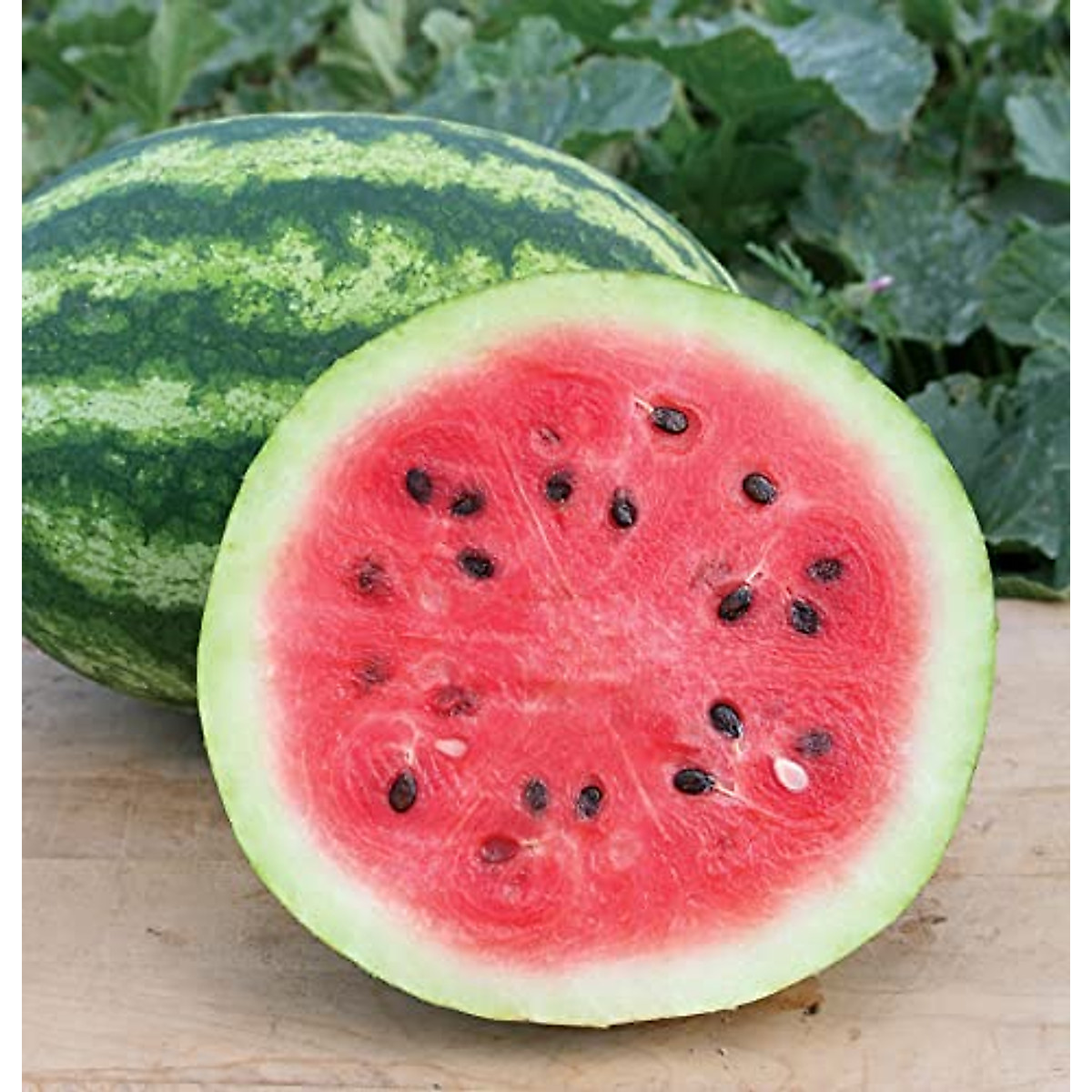 Burpee Crimson Sweet Watermelon Seeds 100 seeds