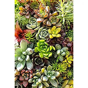 Mixed Colored Succulents Seeds Garden and Home Bonsai Flower Plant 200 Pcs Seeds