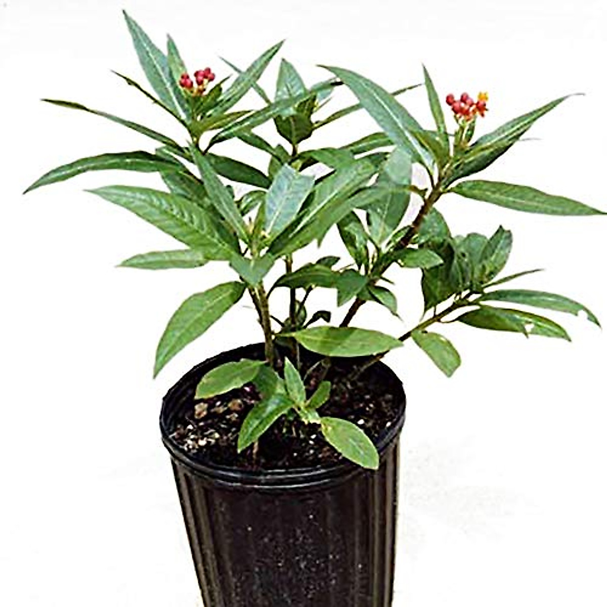 EDUCATIONAL SCIENCE WE ENABLE DISCOVERY Milkweed Plant, Asclepias ssp., Host plant for Monarch butterfly, BF100A