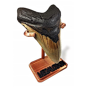 Exact Tooth as Shown in Image - Genuine One-of-a-Kind Prehistoric Fossilized Megalodon Shark Tooth with a Custom 3D-Printed Tooth Stand and a Glossy 8-1/2" x 11" Certificate of Authenticity (4.960")
