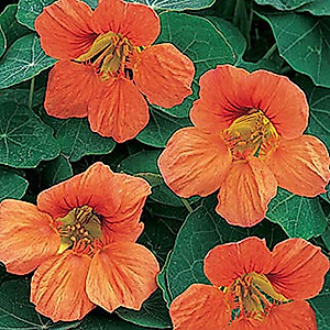 Outsidepride Tropaeolum Nasturtium Vesuvius Climbing, Vining, Flowering, Plants for Trellis, Fences, Arbors & More - 200 Seeds
