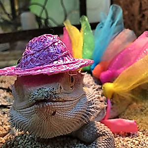 Ipetboom Bearded Dragon Costume Bearded Dragon Hat for Lizards Bearded Dragon Tutu Skirt Reptile Mini Deck Chair Small Pet Costume Outfits Clothes Photo Props for Lizards Geckos Hamsters Rats