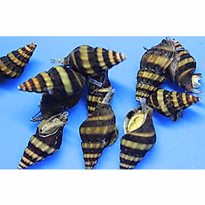 (10) Pack of Assassin Snails Live for Aquarium Pond or Fish Tank