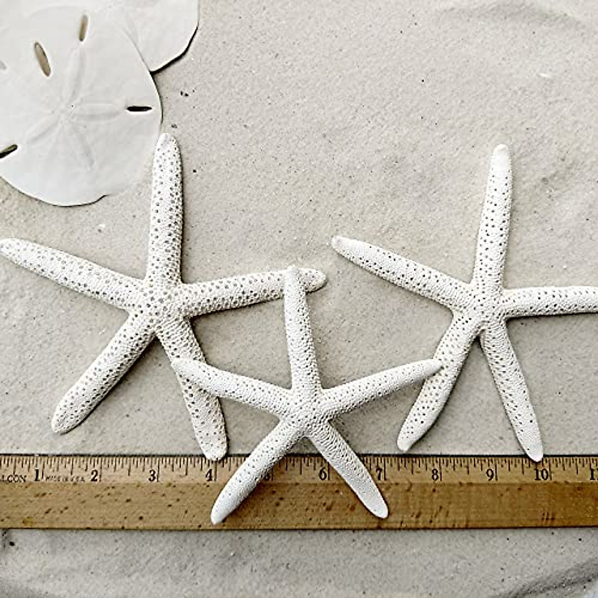 Set of 6 White Starfish and Sand Dollars - 3 Finger Starfish 4 to 6 inch and 3 Sand Dollars 3 to 3.5 inch - Starfish and Sand Dollars for Crafts by Tumbler Home