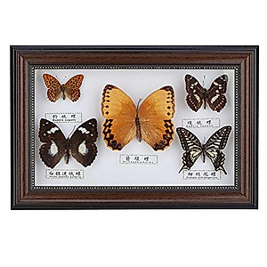 eboxer-1 Butterflies Specimen, Exquisite Butterflies Insect Specimen Crafts for Home Office Decorate Ornament Butterfly Wall Art, As a Gift for Friends and Family, 7.7 x 11.6 x 1.6 in (Black Frame)