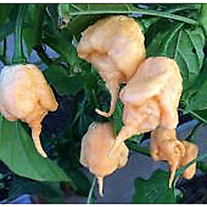 California Reaper Hot Peppers (Peach) Seeds (20+ Seeds) | Non GMO | Vegetable Fruit Herb Flower Seeds for Planting | Home Garden Greenhouse Pack