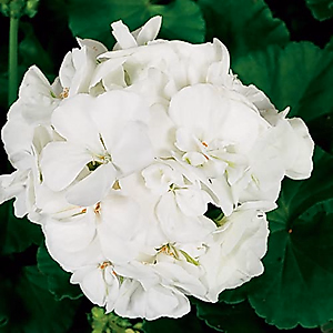 YEGAOL Garden 100Pcs White Geranium Seeds Pelargonium Perennial Showy Evergreen Drought Tolerant GMO Free Patio Potted Beds Courtyard Garden Outdoor Plant