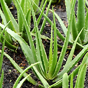 Weleda After Shave Balm, 3.4 Ounce