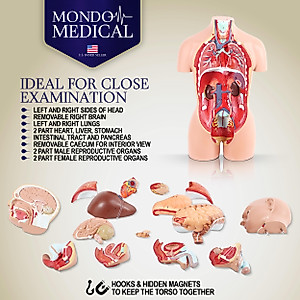MonMed Human Torso Model – 17in Human Body Model Anatomy Doll with Removable Organs 3D Human Organ Model
