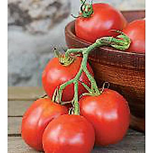 Stupice Tomato Seeds (20+ Seeds) | Non GMO | Vegetable Fruit Herb Flower Seeds for Planting | Home Garden Greenhouse Pack