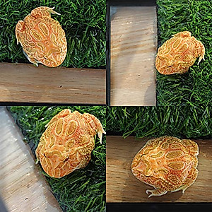 crapelles Frogs Glass Terrarium Feeding kit Tank, Waterproof,for Reptile Amphibians, Insect, Horned Frogs. Waterweed/Prairie Style Habitat,with Green Artificial Turf Pad,Natural Volcanic Rock