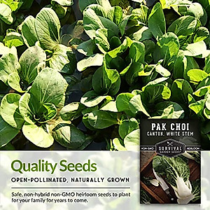 Survival Garden Seeds - Canton White Stem Pak Choi or Bok Choy Seed for Planting - 2 Packs with Instructions to Grow Brassica Rapa Chinensis in Your Home Vegetable Garden - Non-GMO Heirloom Variety