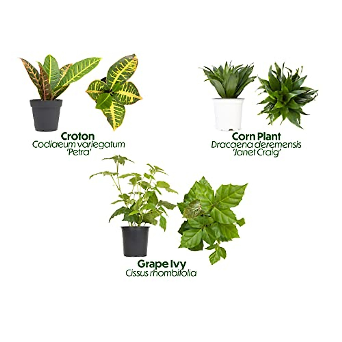 Essential Houseplant Collection (4PK) Live Plants Indoor Plants Live Houseplants in Plant Pots, Easy House Plants Indoors Live, Snake Plant, Pothos in Potting Soil, Clean Air Plants by Plants for Pets