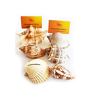 Set of 6 Genuine Seashell Place Card Holders Beach Wedding Favor Nautical Party Decor Sea Shell Table Sets