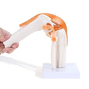 ASINTOD Anatomical Medical Knee Joint with Ligaments Model, Human 1:1 Life Size, for Science Classroom Study, Display Teaching