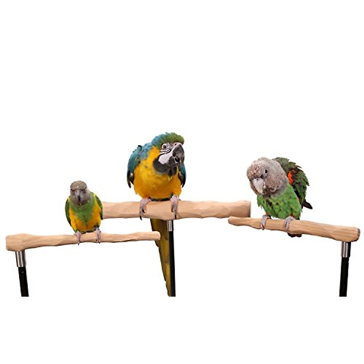 Parrot Training Perch Kit (T Perch, XL)