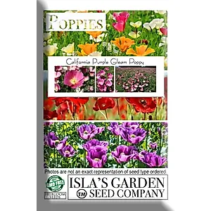 "Purple Gleam" California Poppy Flower Seeds for Planting, 1000+ Seeds Per Packet, (Isla's Garden Seeds), Non GMO & Heirloom Seeds, Scientific Name: Eschscholzia californica, Great Home Garden Gift