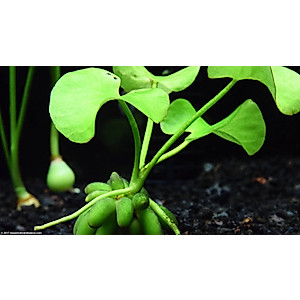 Marcus Fish Tanks 2 Banana Plants (Nymphoides Aquatica) Live Aquarium Plants - Buy 2 Get 1