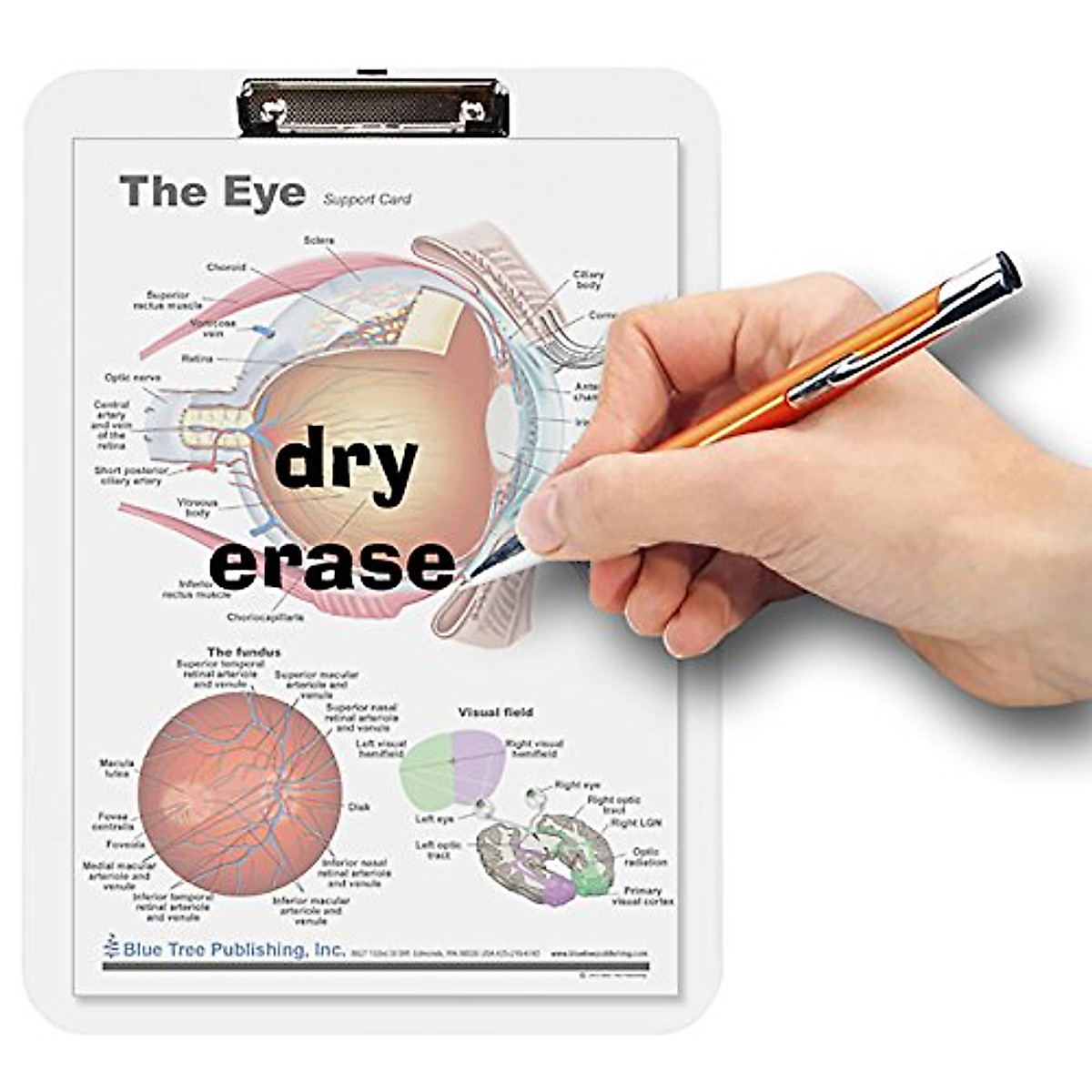 Eye Insert clipboard