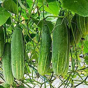 Purely Organic Products Purely Organic Heirloom Cucumber Seeds (Marketmore 76) - Approx 140 Seeds - Certified Organic, Non-GMO, Open Pollinated, Heirloom, USA Origin