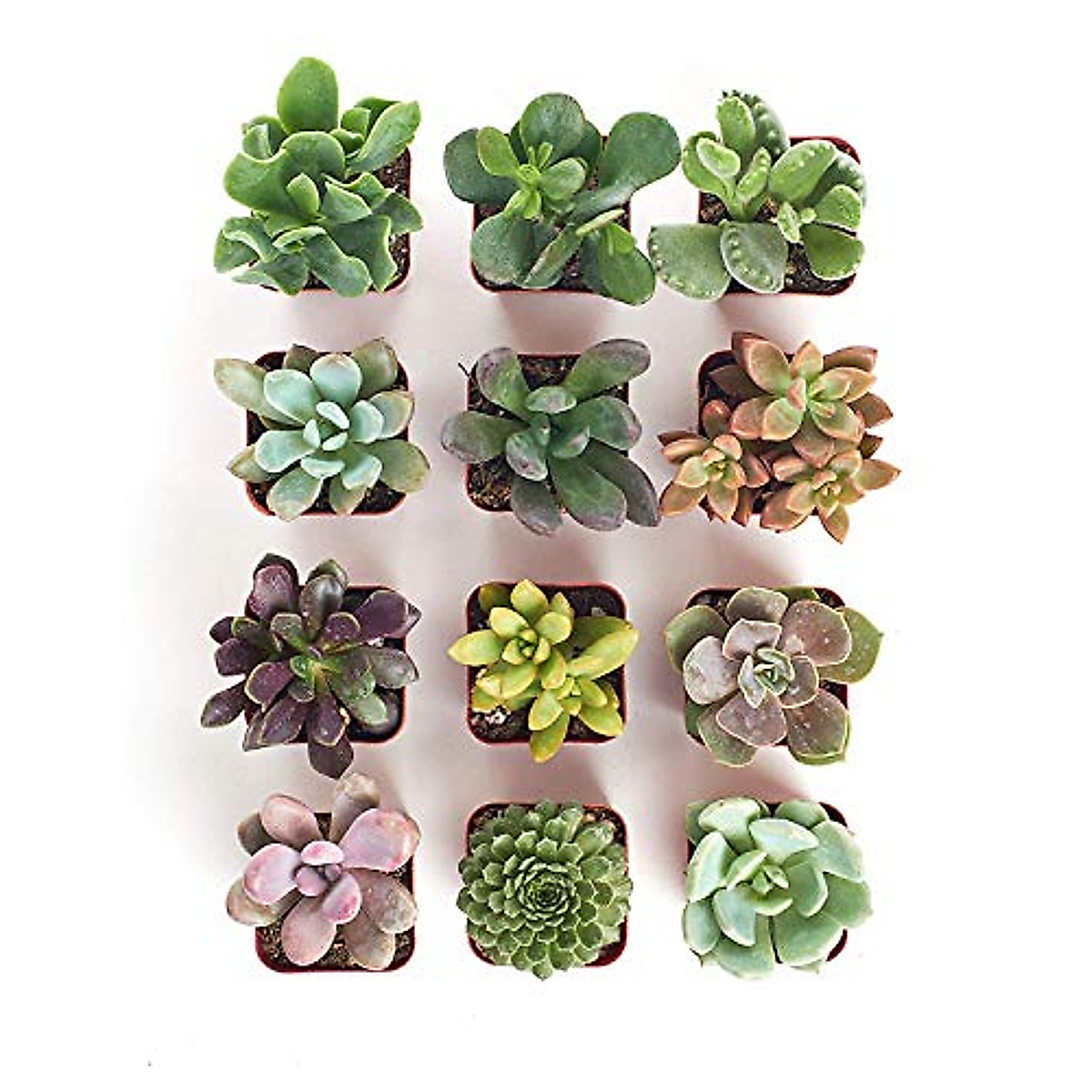 Shop Succulents | Unique Live Plants, Hand Selected Variety Pack of Mini Succulents | Collection of 12