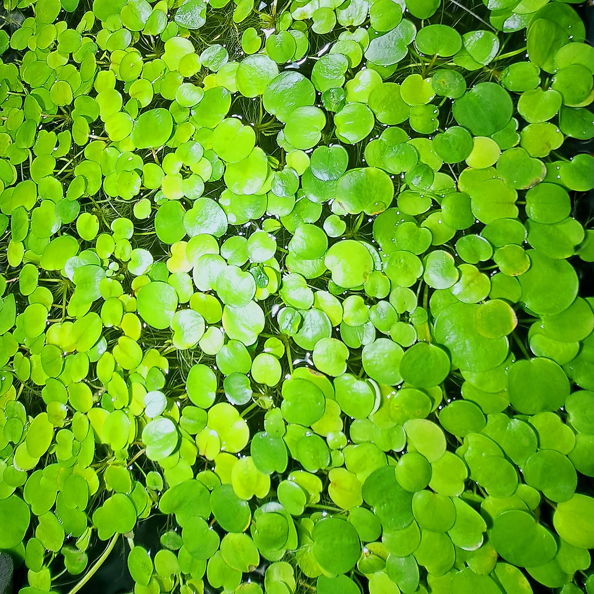 20+ Leaves Amazon Frogbit (Limnobium laevigatum) Live Aquarium Plant - Floating Aquatic Plant for Natural Fish Tank Decor and Oxygenation - Easy Care Aquatic Plants for Your Tank - Fish Breeding