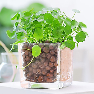 WAURHER Leca Expanded Clay Pebbles 10LBS Grow Media for Indoor Plants Hydroponic Growing Gardening System Supplies …