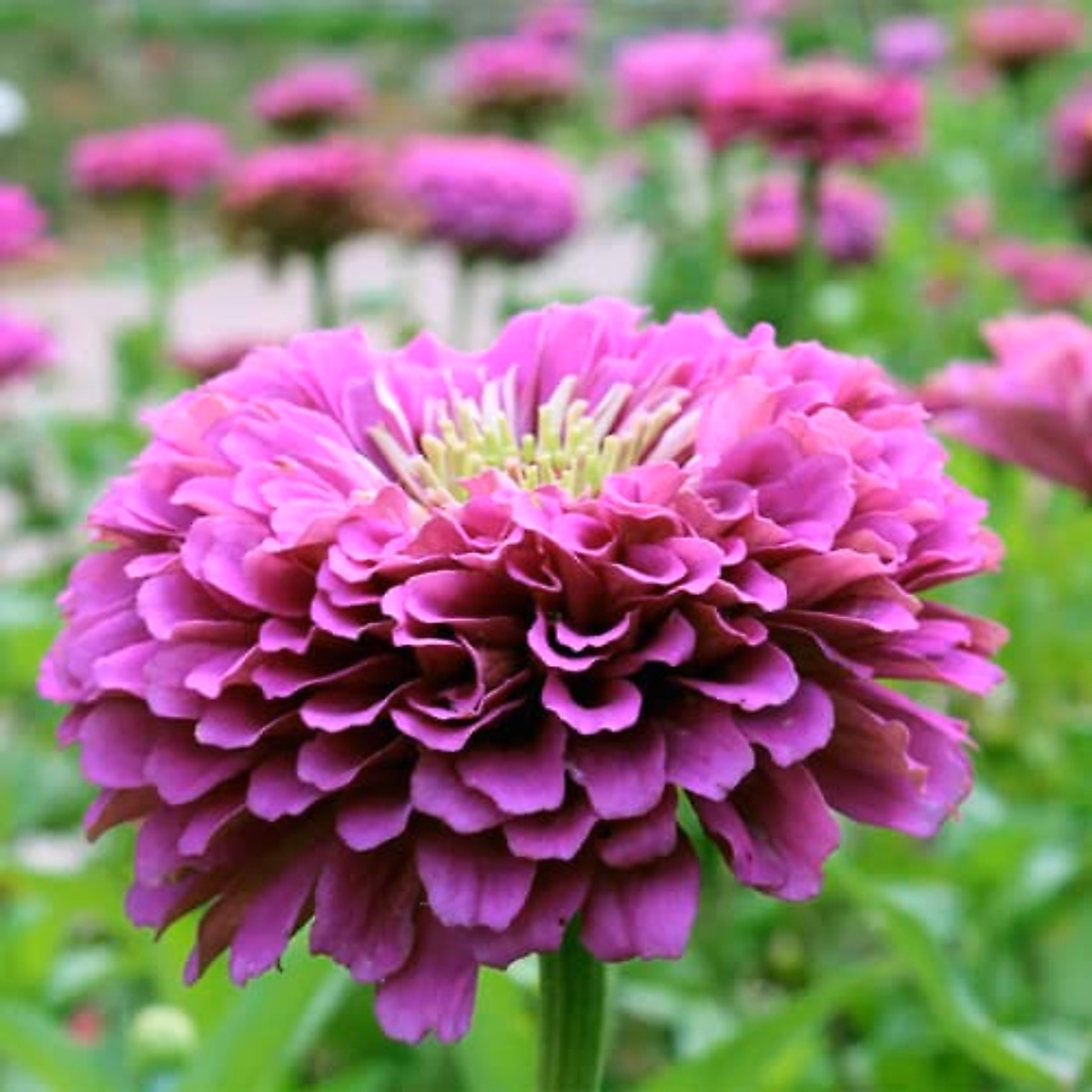 Park Seed Park's Picks Purple Zinnia Seeds, Pack of 50 Seeds
