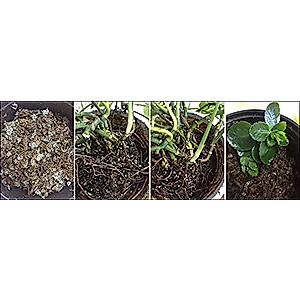 Commercial Grade Super Absorbent Polymer Potassium Based Water Crystal (1 Pound)