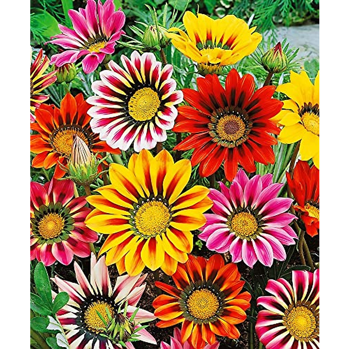 KIRA SEEDS - Treasure Flower Mix- Gazania - Annual Flowers for Planting - GMO Free