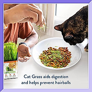 100% Certified Organic Fresh Cat Grass 3-Pack. Natural Cat Treat