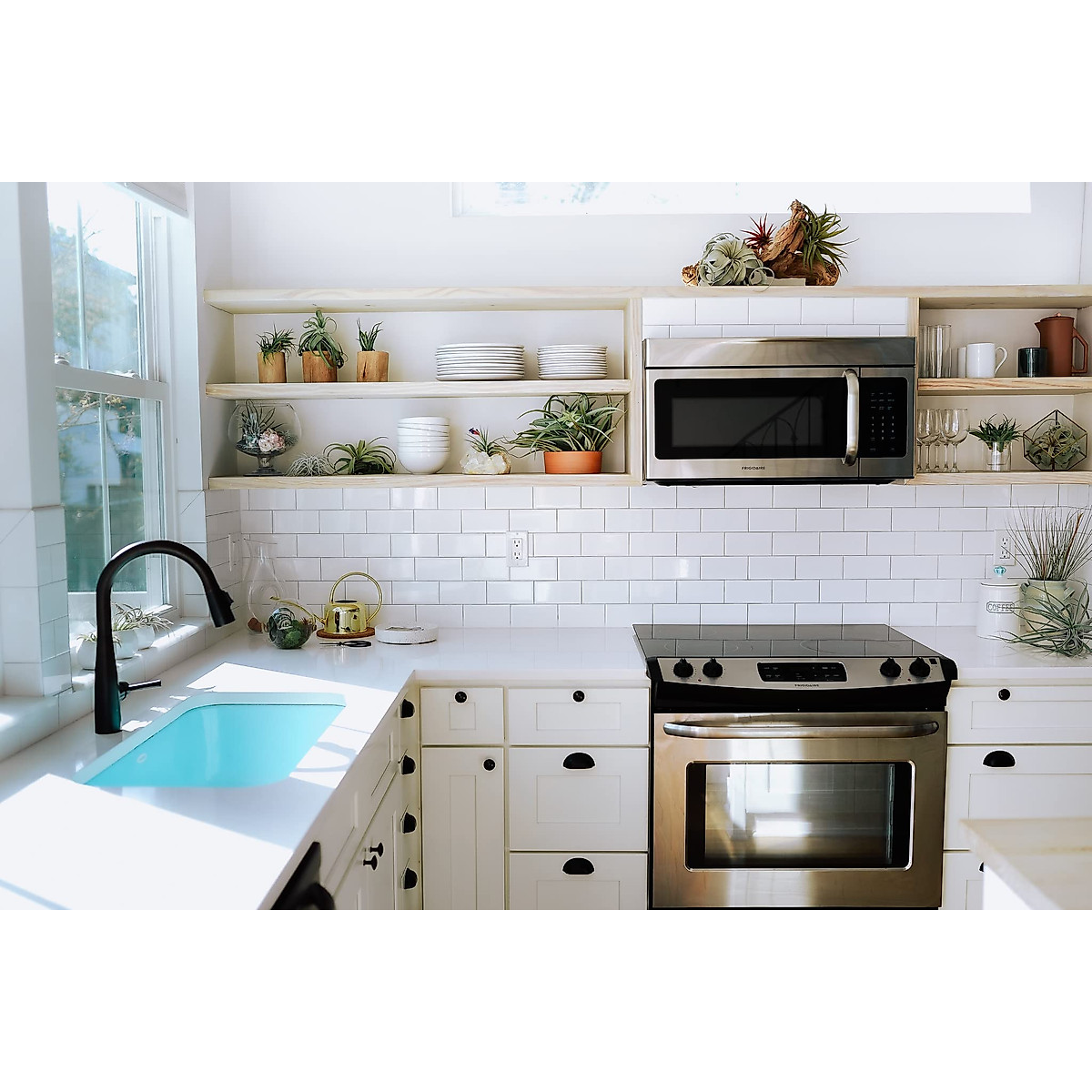 Air Plant Shop 3 Pack 3 Inch Cholla Cactus Holders with Assorted Air Plants- Wholesale and Bulk - Succulents - Live Tillandsia - Easy Care Indoor and Outdoor House Plants