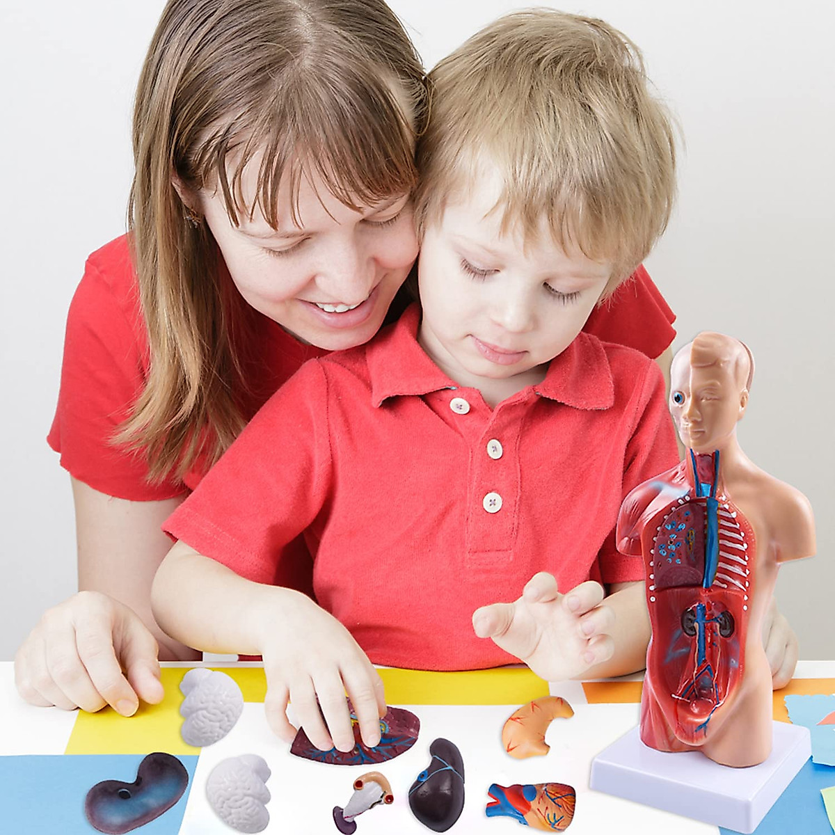 breesky 10.5inch Medical Torso Human Body Model Anatomy Doll 15 Removable Parts Education Organs Model for Teaching Study Class Students (Red)