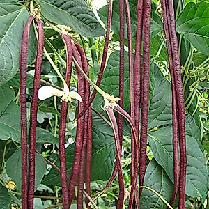 Yard Long Bean - Red Noodle - 6 g Packet ~30 Seeds - Non-GMO, Heirloom - Asian Garden Vegetable