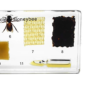 Lifecycle of a Honey Bee Embedded Specimen Paperweight Animal Science Classroom Embedding Specimens Taxidermy for Science Education
