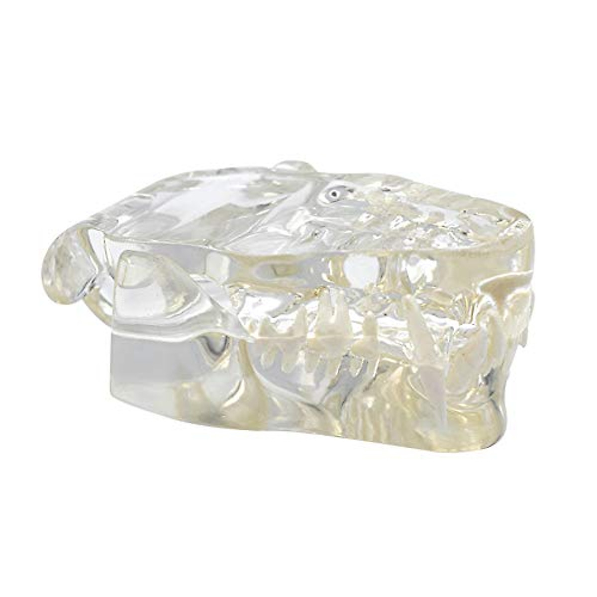 Transparent Feline Teeth Model Anatomy Cat Teeth Model Animal Models Teeth Up Teaching PVC Material for Veterinary or Medical Teaching Dental Model