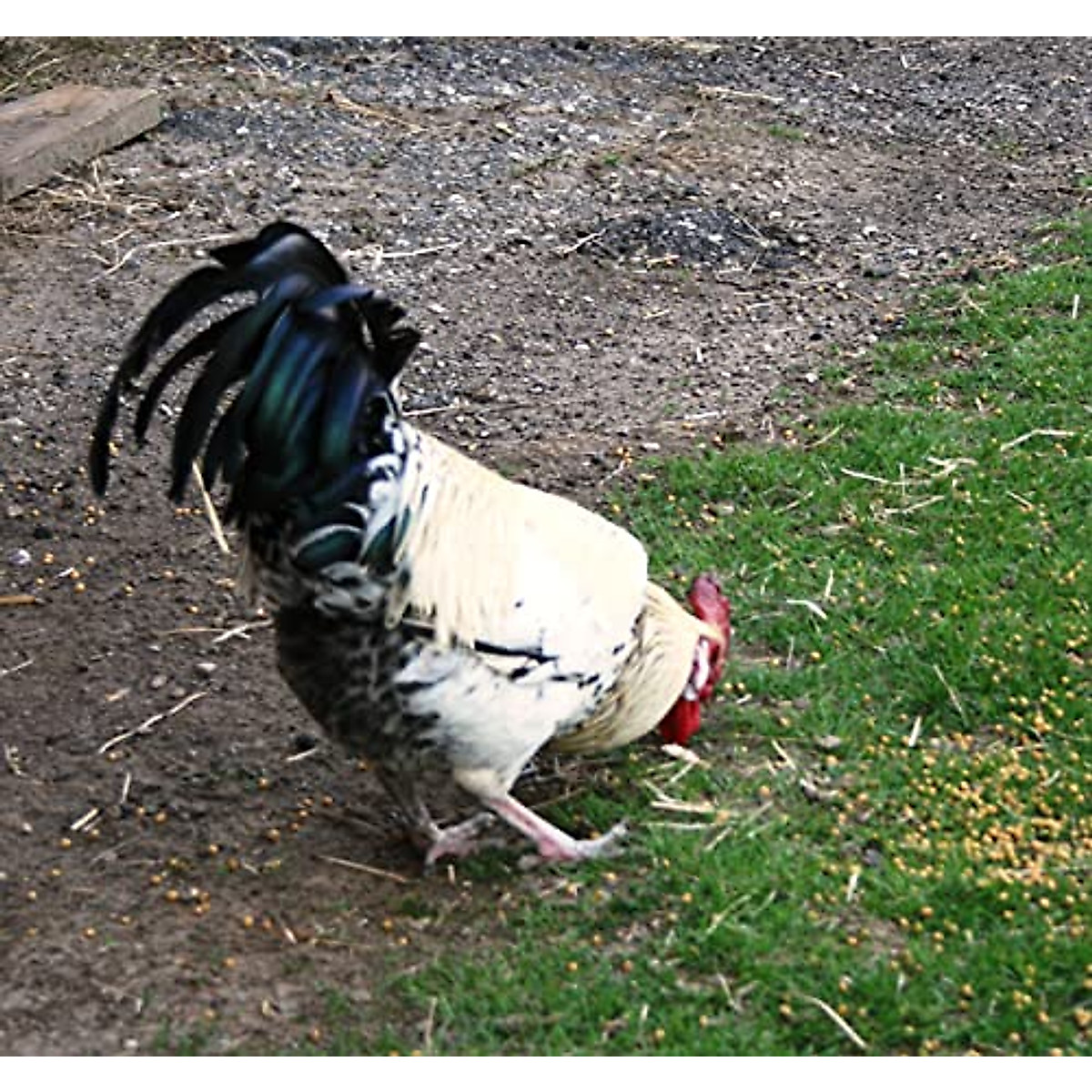 C&S UltraKibble 15 Pounds